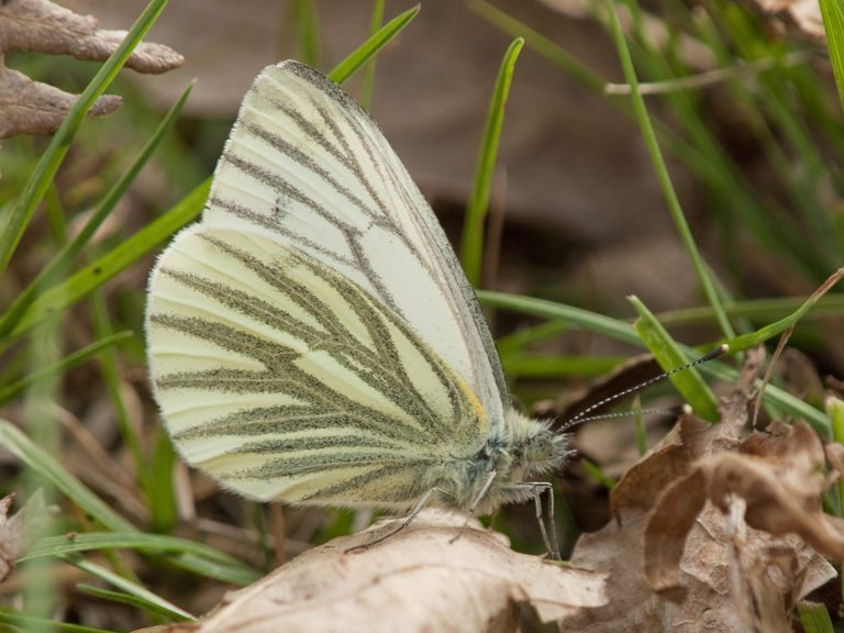 How to identify white butterflies | Scottish Wildlife Trust How to identify white butterflies | Scottish Wildlife Trust